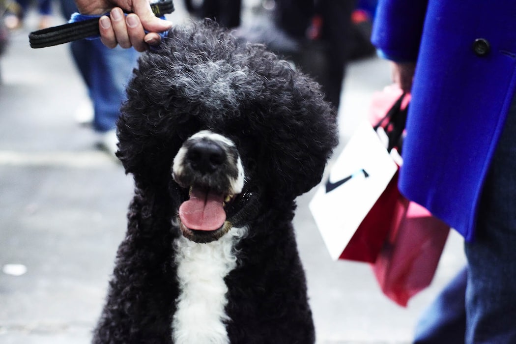 NYFW Special: The Dog Show | AnOther