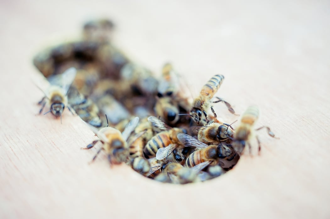 The Magic of Bees | AnOther