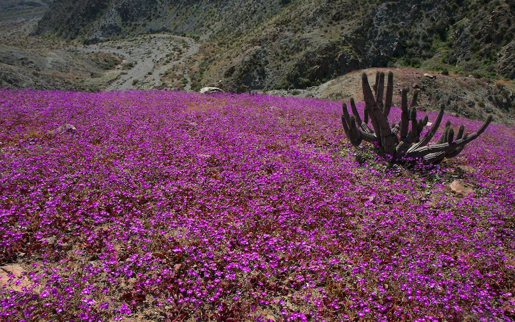 The Rare Beauty of Efflorescent Deserts | AnOther