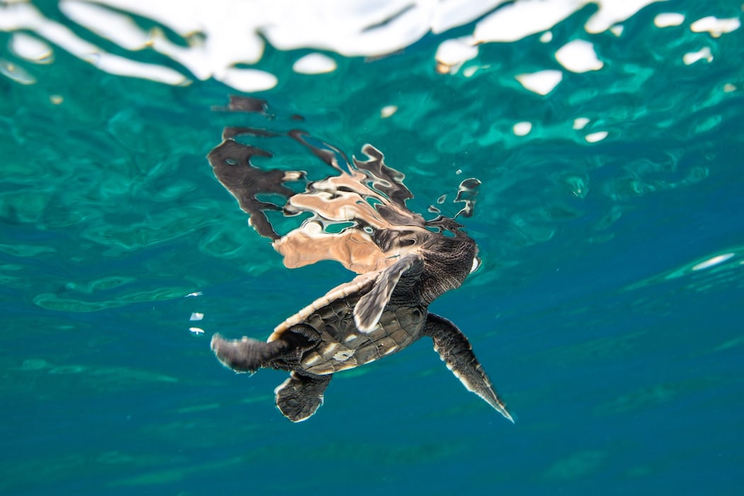 The South Pacific Islands Providing Sanctuary to Turtles | AnOther