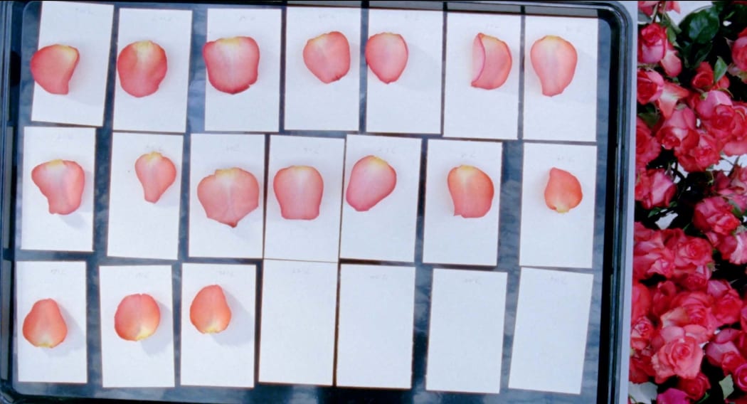 The Artist Using an Algorithm to Generate Rose Petals | AnOther