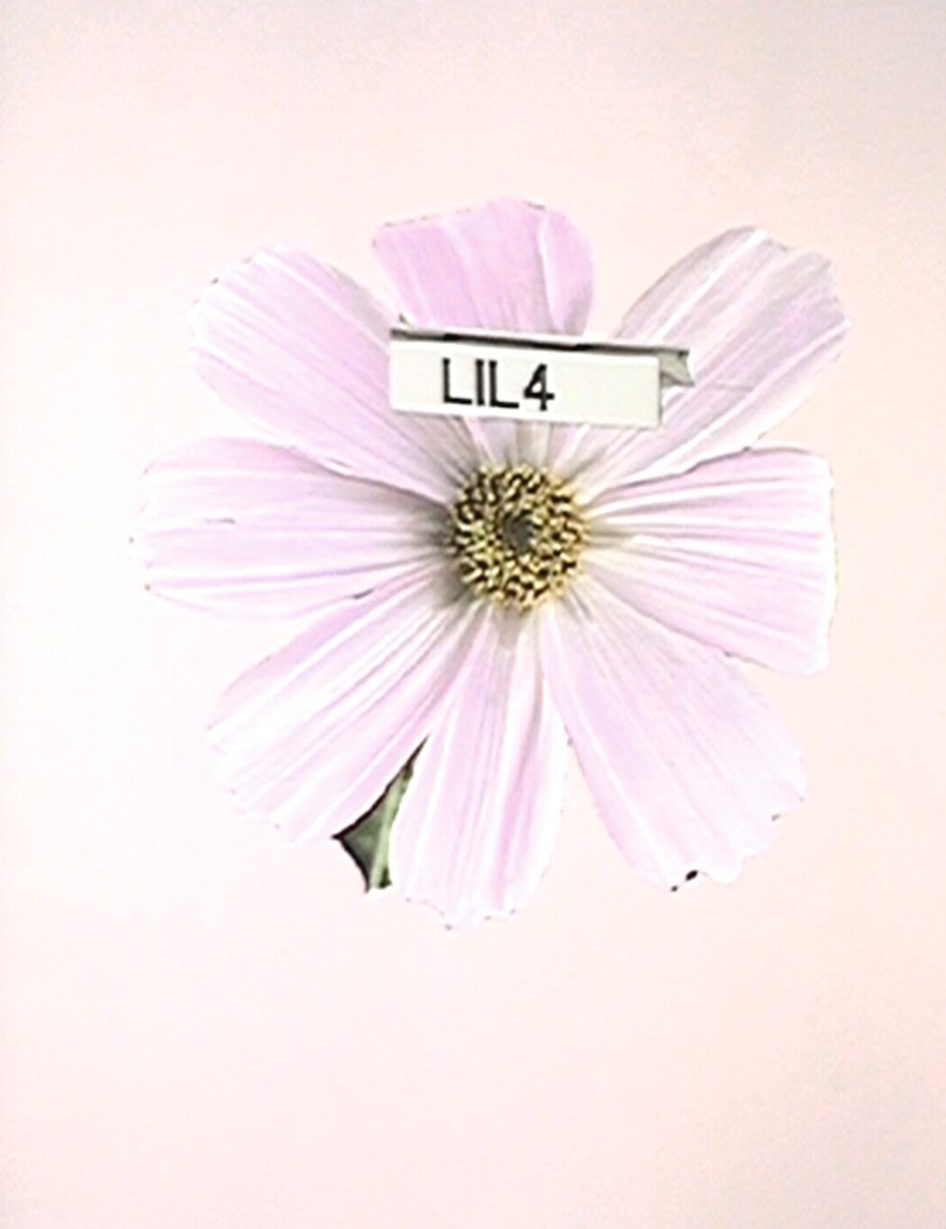 Cover Story: A Portrait of Lila Moss | AnOther