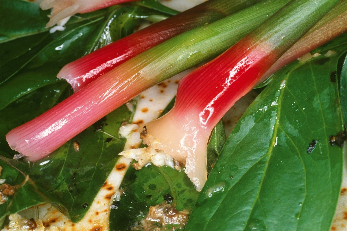 Pretty (And Putrid) Pictures of Food by Your Favourite Photographers ...