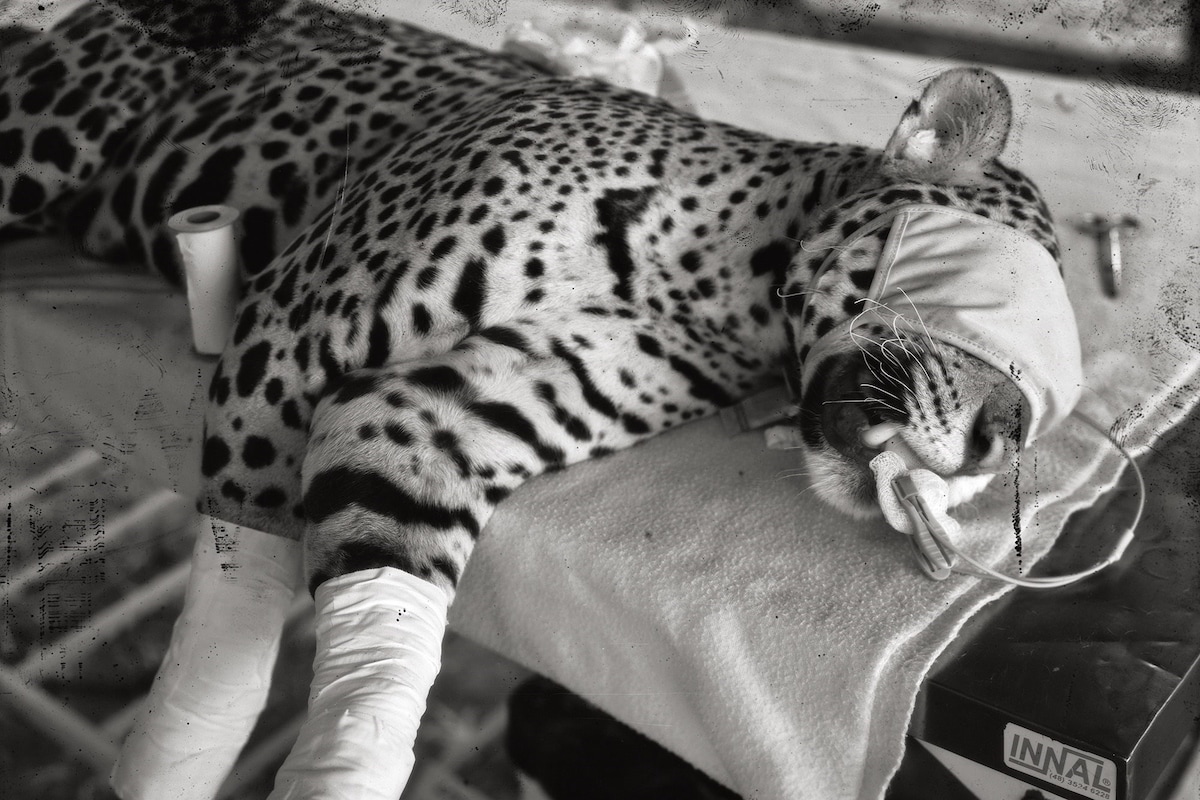 Richard Mosse’s Searing Images of the Amazon in Peril | AnOther