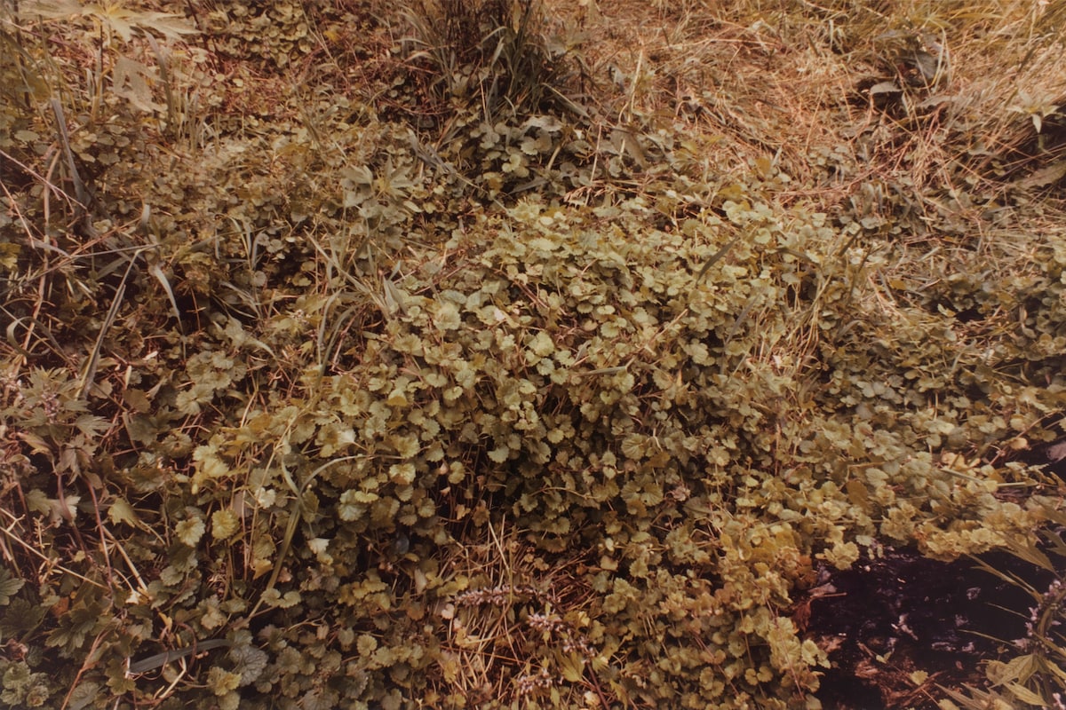 Ana Mendieta: Earthbound | AnOther