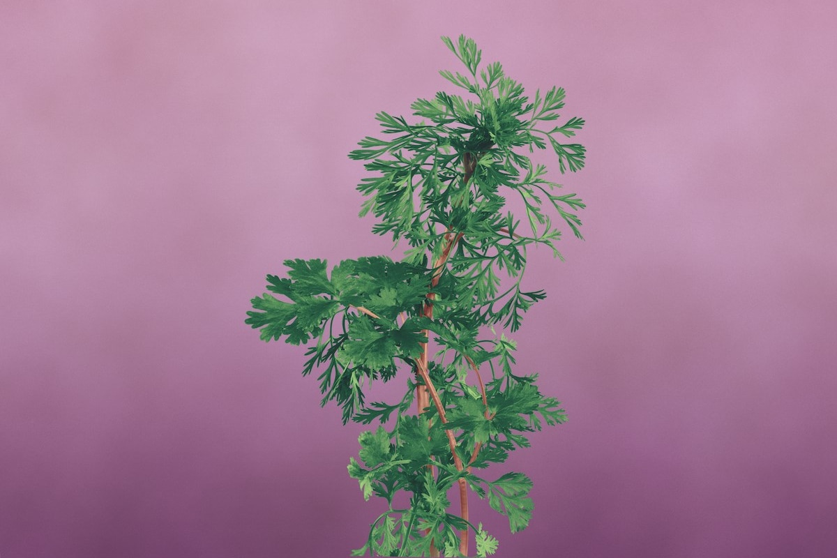 How Loewe Created Its Vegetable Garden-Inspired Home Scent Collection ...