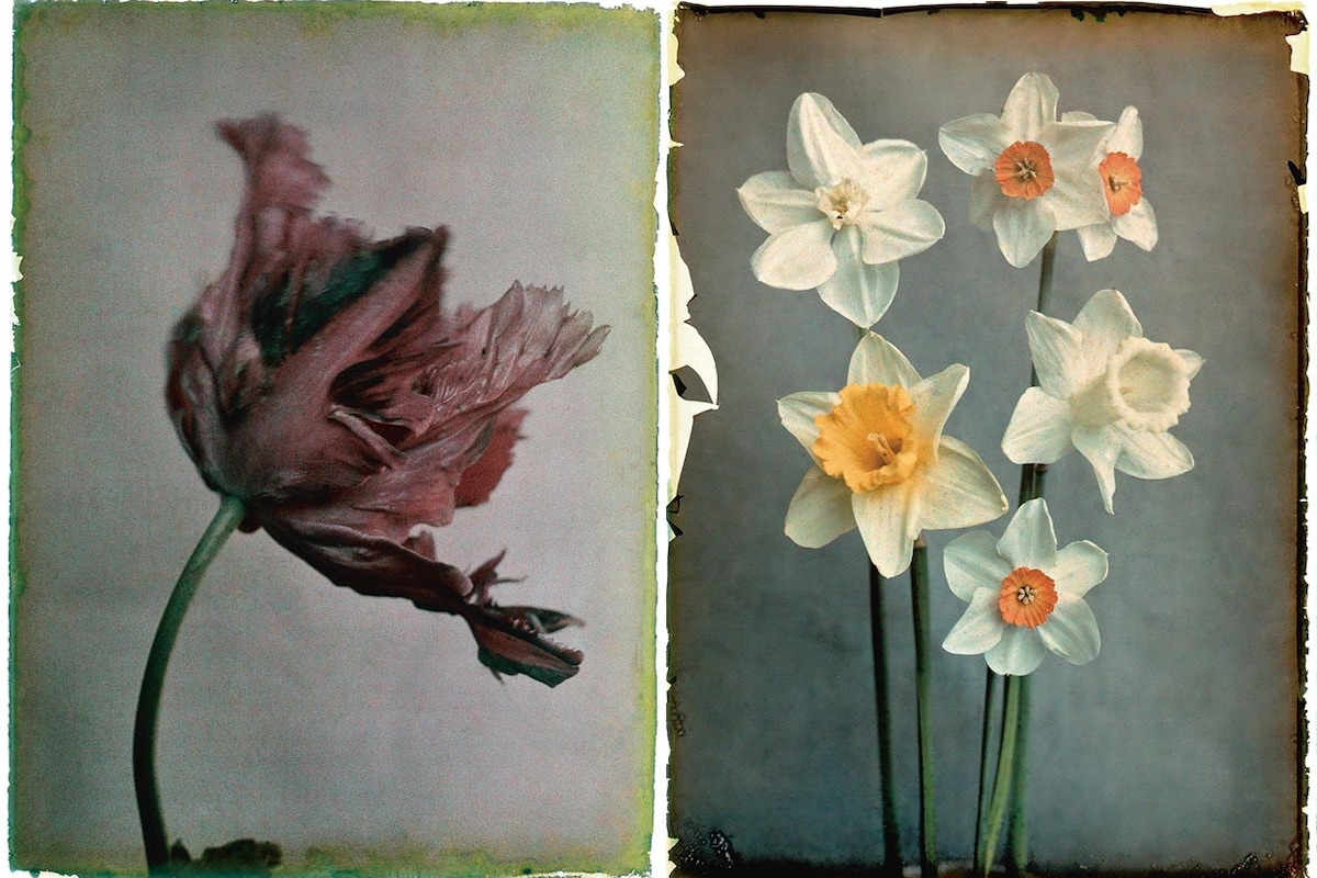 Silent Beauty: A Photographic Compendium of Flowers | AnOther
