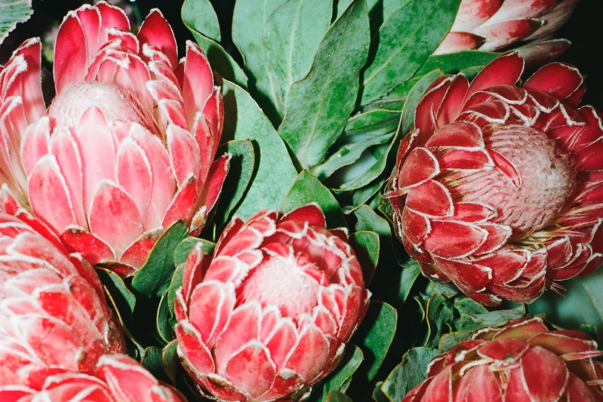 Inside Los Angeles Flower Market With the Posternak Twins | AnOther