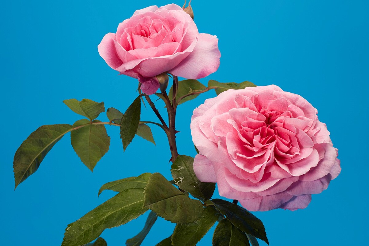 The English Rose by Luke Stephenson | AnOther