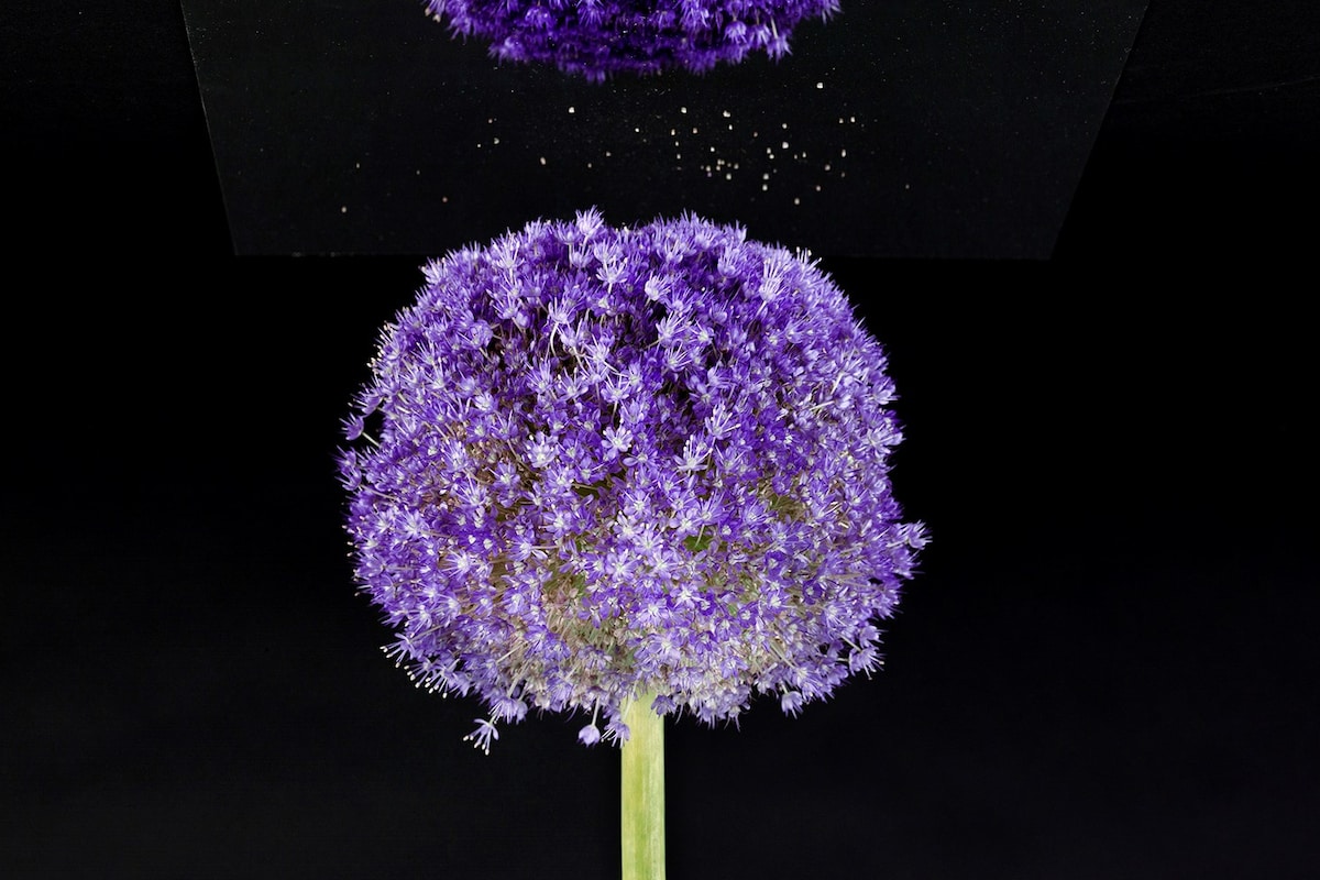 Introducing AnOther's Dedicated 'Agony Plant' | AnOther