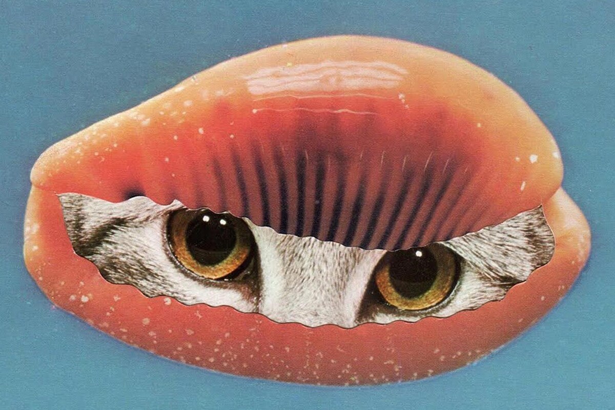 The Art of Cats in Seashells | AnOther