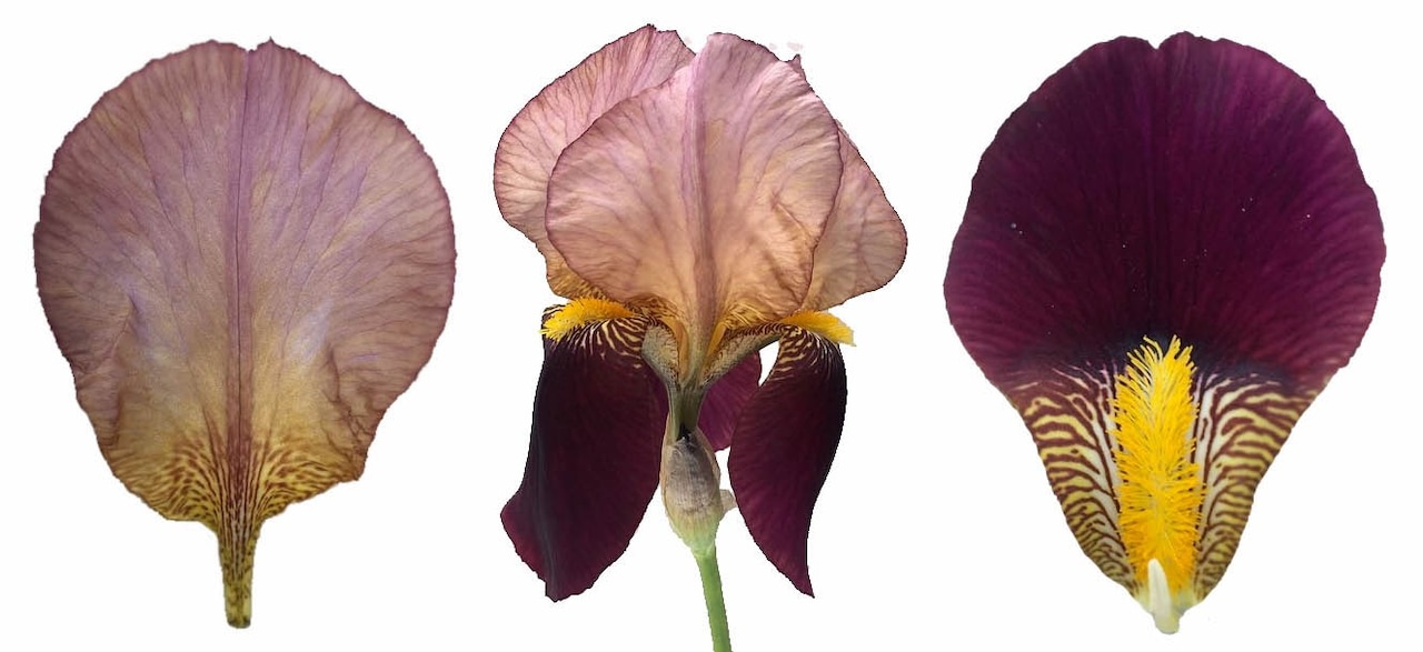 Robbie Honey: A Man of Many Petals | AnOther