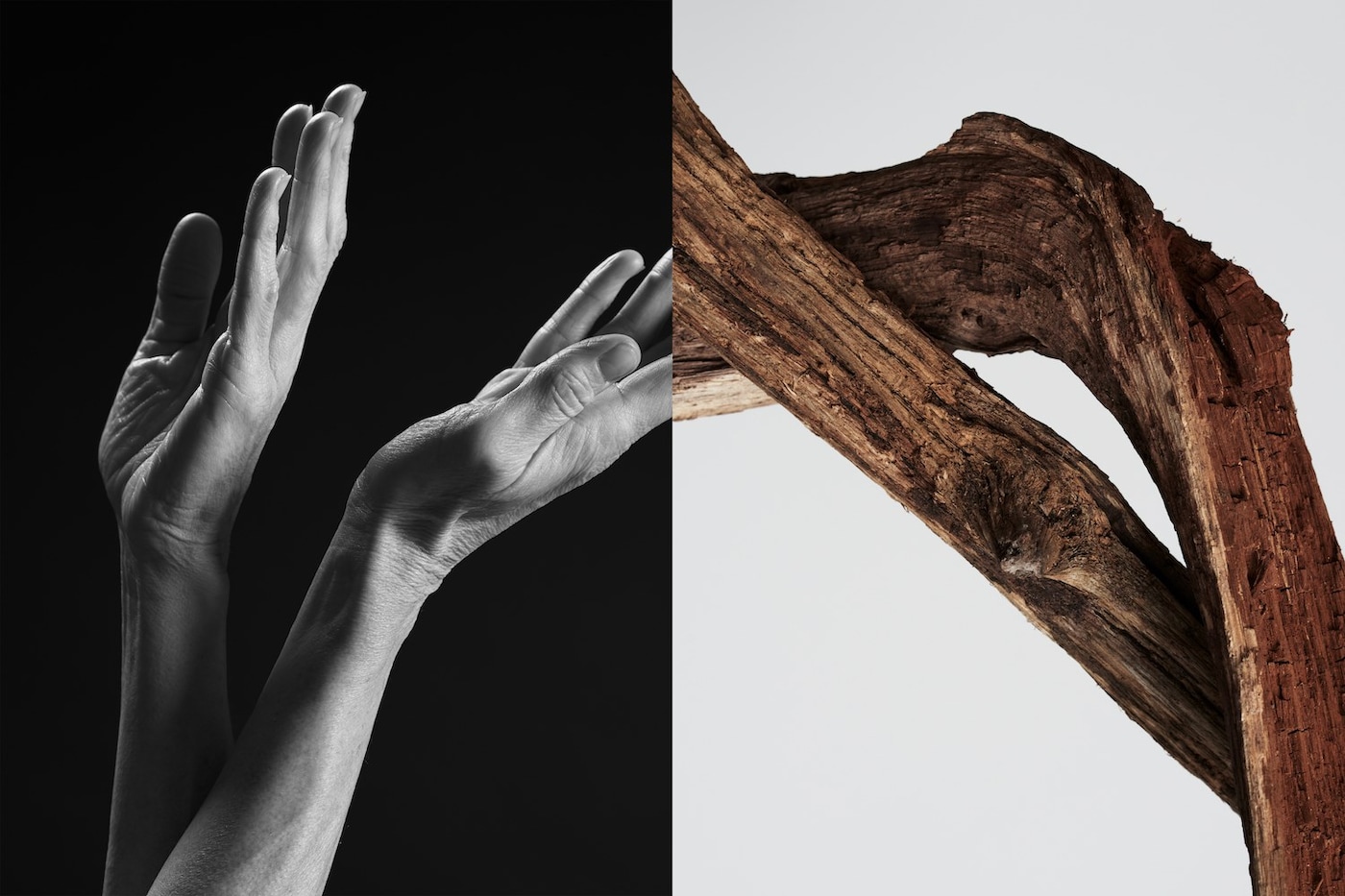 Seven Ingredients Defining the Natural Beauty Movement | AnOther