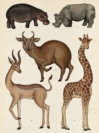 Embracing the Inner Child: Animalium | AnOther