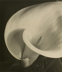 Ten Photographers Who Couldn’t Resist Taking Pictures of Plants | AnOther