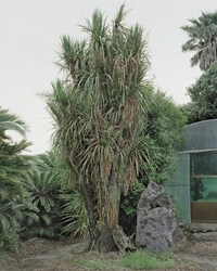 On South Korea’s Jeju Island, Trees Tell an Important Story | AnOther