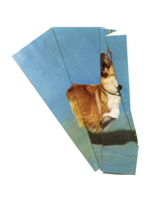 In the Fold: How to Make Dogs Levitate | AnOther