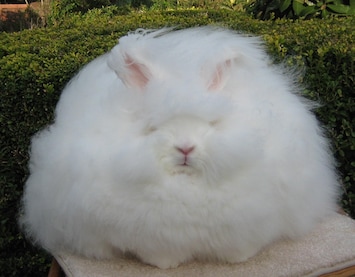 AnOther's Top Ten (Easter) Bunnies | AnOther