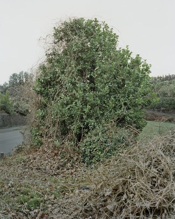 On South Korea’s Jeju Island, Trees Tell an Important Story | AnOther