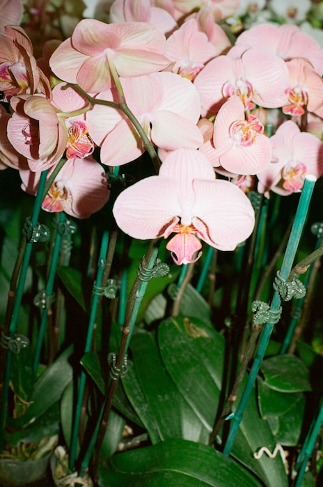 Inside Los Angeles Flower Market With the Posternak Twins | AnOther