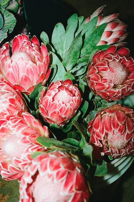 Inside Los Angeles Flower Market With the Posternak Twins | AnOther