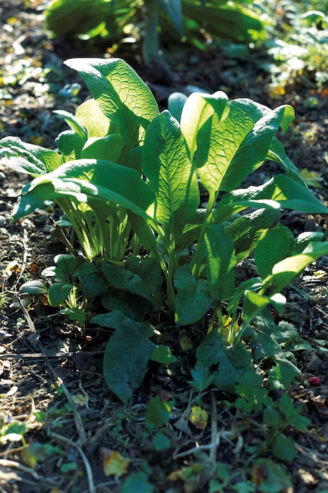 Discovering One of London's Luscious Green Gardens | AnOther