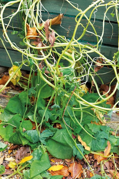 Discovering One of London's Luscious Green Gardens | AnOther