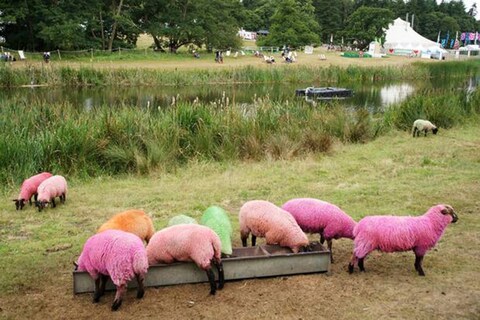 Multicoloured Sheep | AnOther