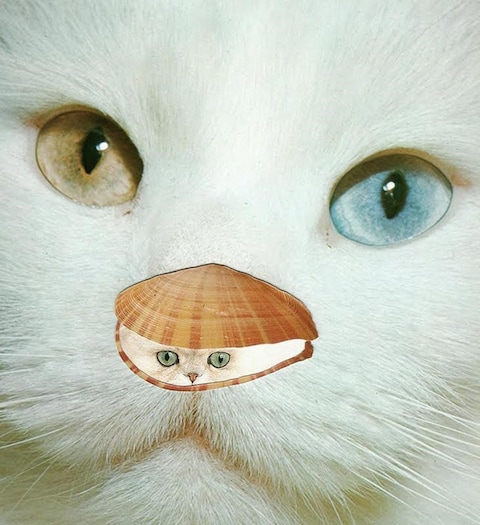 The Art of Cats in Seashells | AnOther