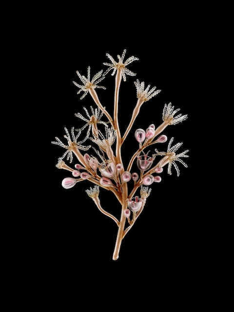 Extraordinary Glass Models of Marine Invertebrates | AnOther