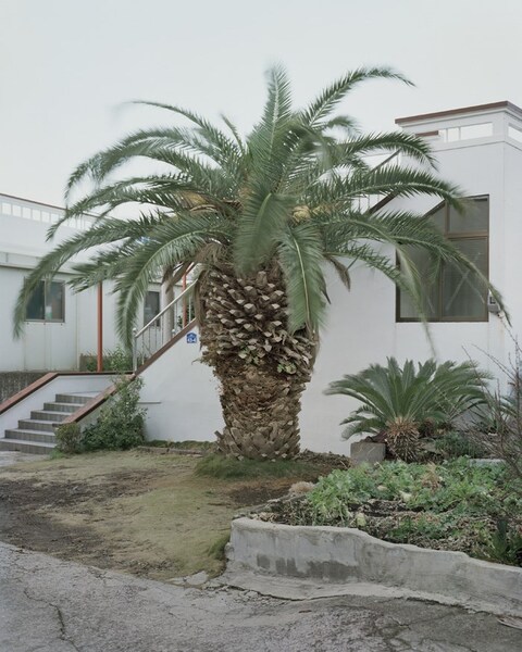 On South Korea’s Jeju Island, Trees Tell an Important Story | AnOther