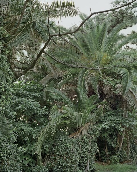 On South Korea’s Jeju Island, Trees Tell an Important Story | AnOther