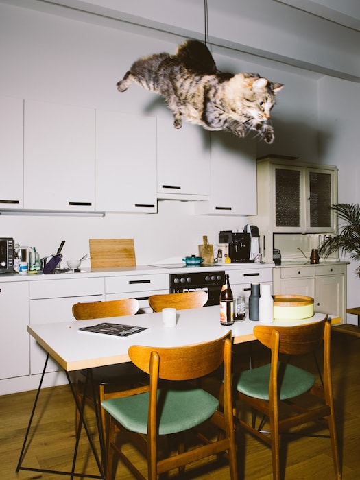 Curious Photographs of Cats Flying Through the Air | AnOther
