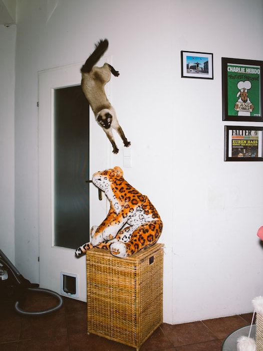 Curious Photographs of Cats Flying Through the Air | AnOther