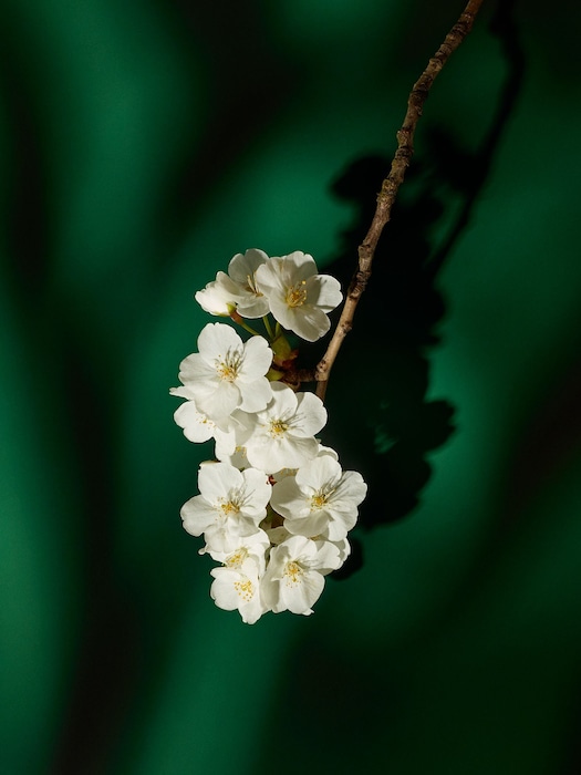 The Artistic Duo Reimagining Blossom in a Playful Photo Series | AnOther