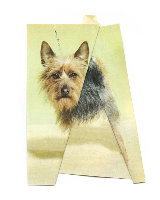 In the Fold: How to Make Dogs Levitate | AnOther