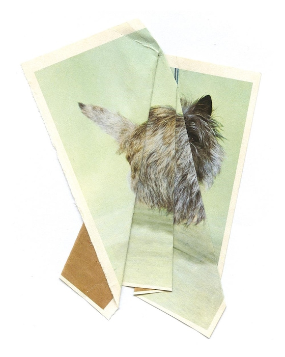 In the Fold: How to Make Dogs Levitate | AnOther