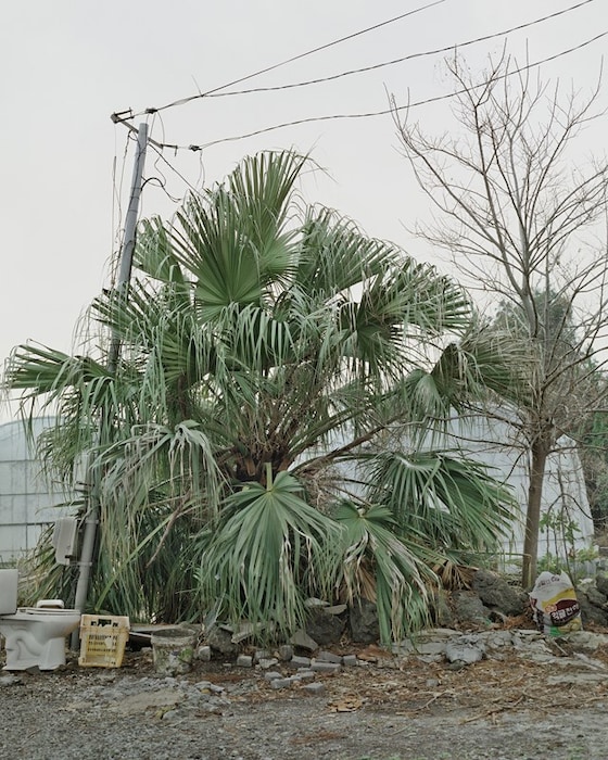 On South Korea’s Jeju Island, Trees Tell an Important Story | AnOther