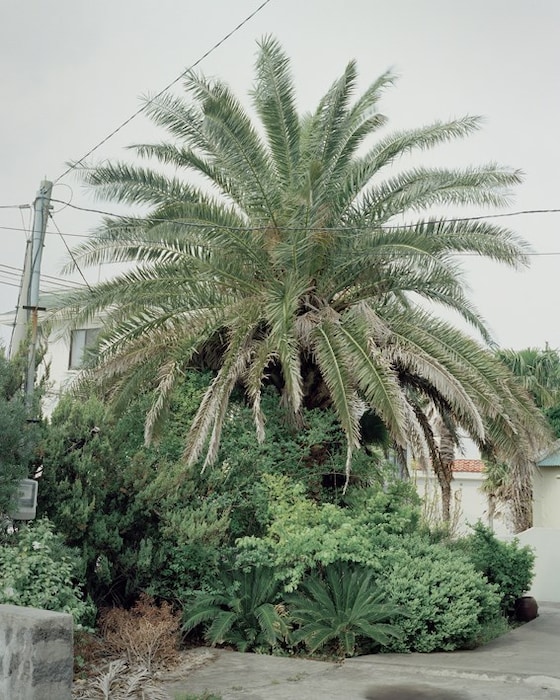 On South Korea’s Jeju Island, Trees Tell an Important Story | AnOther