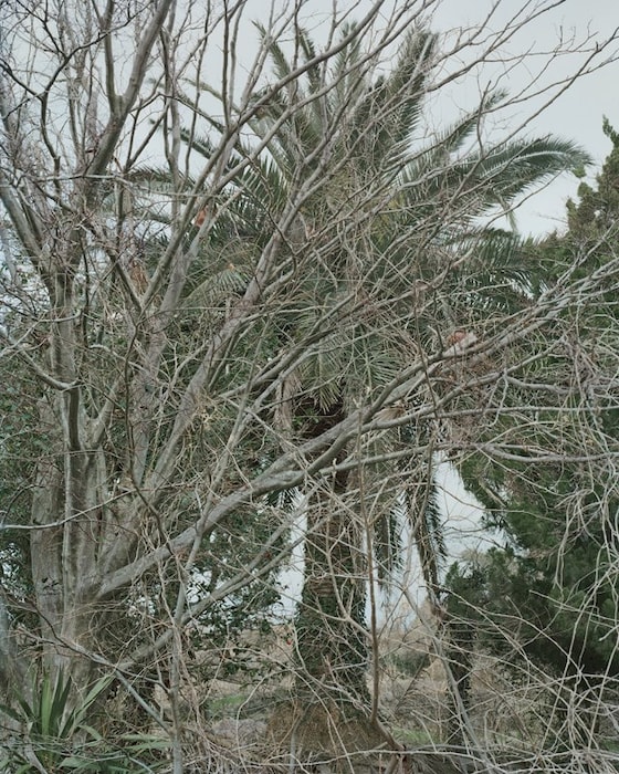 On South Korea’s Jeju Island, Trees Tell an Important Story | AnOther