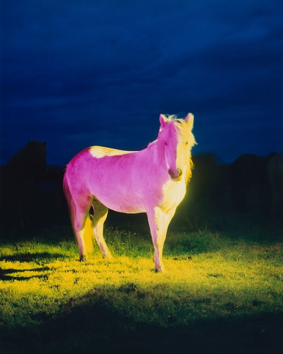 Gareth McConnell’s Magical Photographs of Iceland’s Wild Horses | AnOther