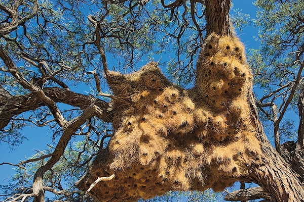 Amazing Animal Architecture | AnOther
