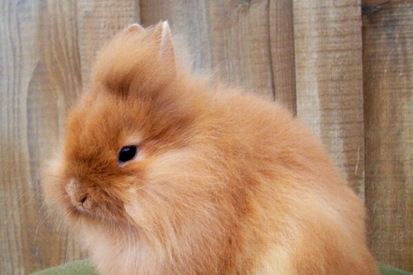 AnOther's Top Ten (Easter) Bunnies | AnOther