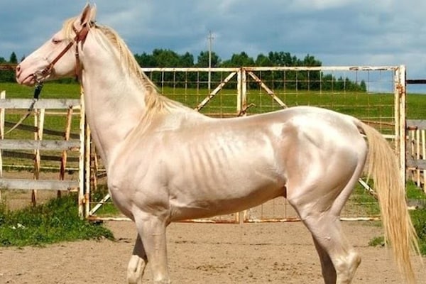 A Pink Albino Stallion | AnOther