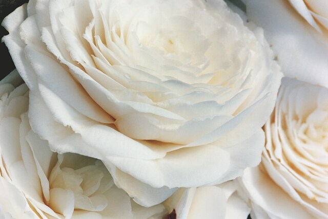 Celebration of the Camellia at Chanel & Chiswick House | AnOther