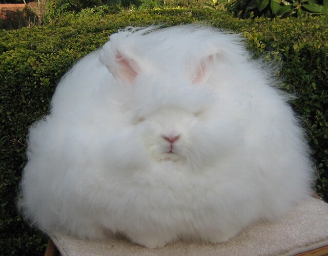 AnOther's Top Ten (Easter) Bunnies | AnOther