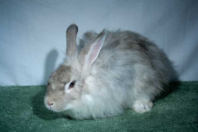 AnOther's Top Ten (Easter) Bunnies | AnOther
