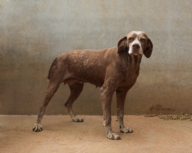 The Spanish Hunting Dogs that Have Stolen our Hearts | AnOther