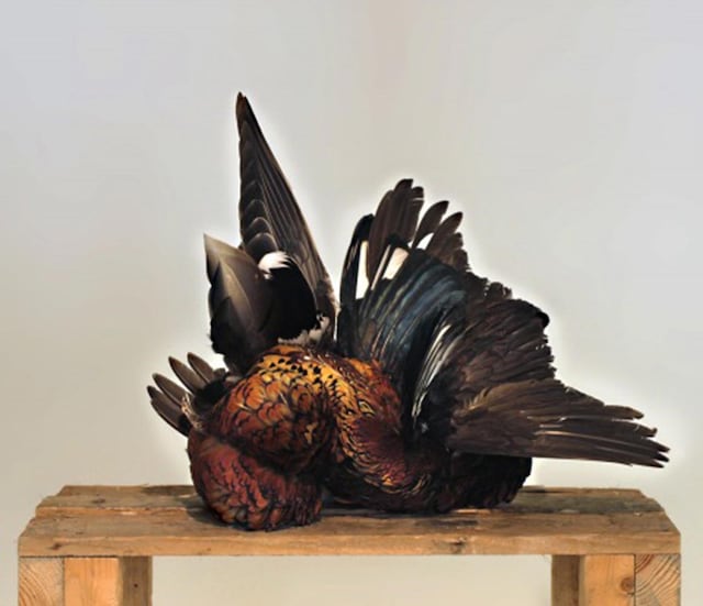Five Marvellous Modern Taxidermy Artists | AnOther