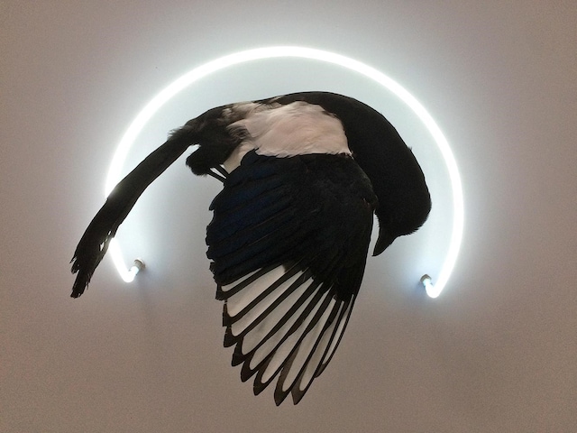 Five Marvellous Modern Taxidermy Artists | AnOther